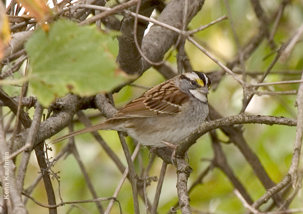 Birding the Crane Creek - Magee Region of Northwest Ohio: Overview ...