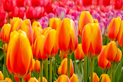 House of Tulips: tulip history