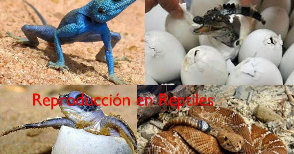 ENIGMAS DE LA VIDA: REPRODUCCIÓN EN REPTILES