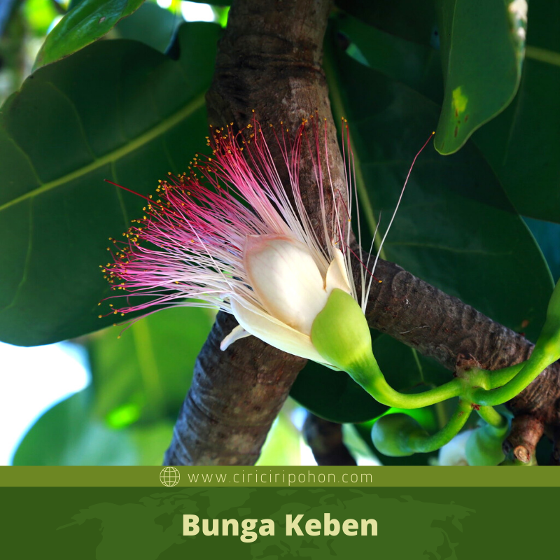 Ciri Ciri Pohon Keben / Butun (Barringtonia asiatica) Di Alam Liar ...