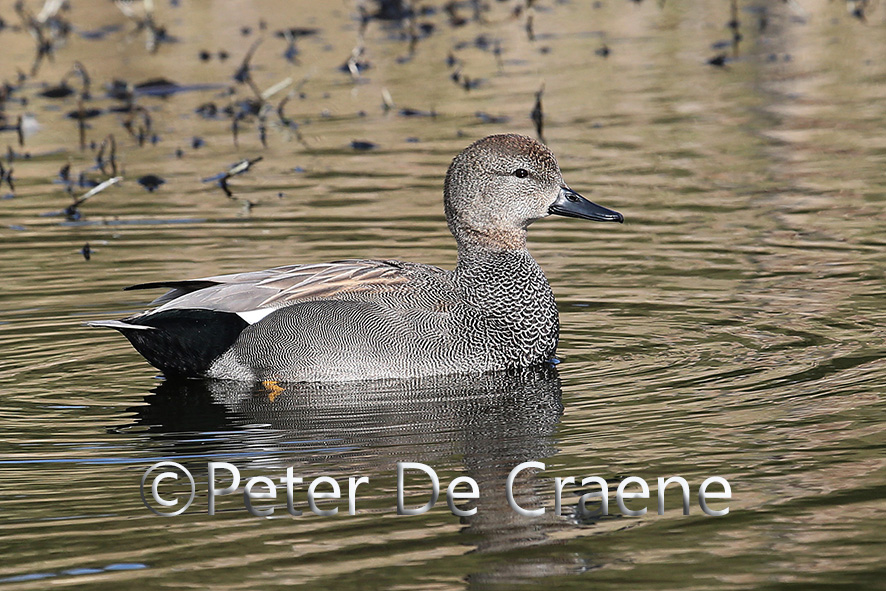 Peter De Craene Natuurfotografie: Krakeend in De Lange Velden