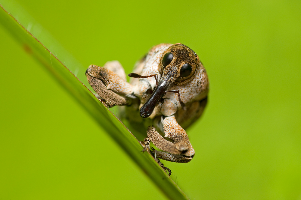 Melvyn's Photography: Weevils