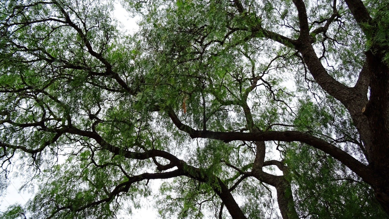 MAP: MELBOURNE STREET TREES 107 - PEPPER TREE
