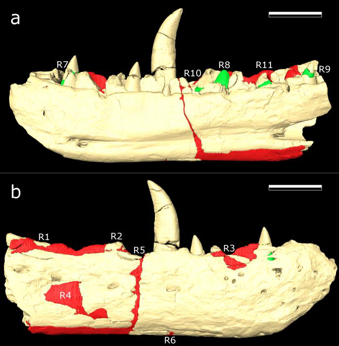 Sciency Thoughts: Megalosaurus bucklandii: Understanding the history ...