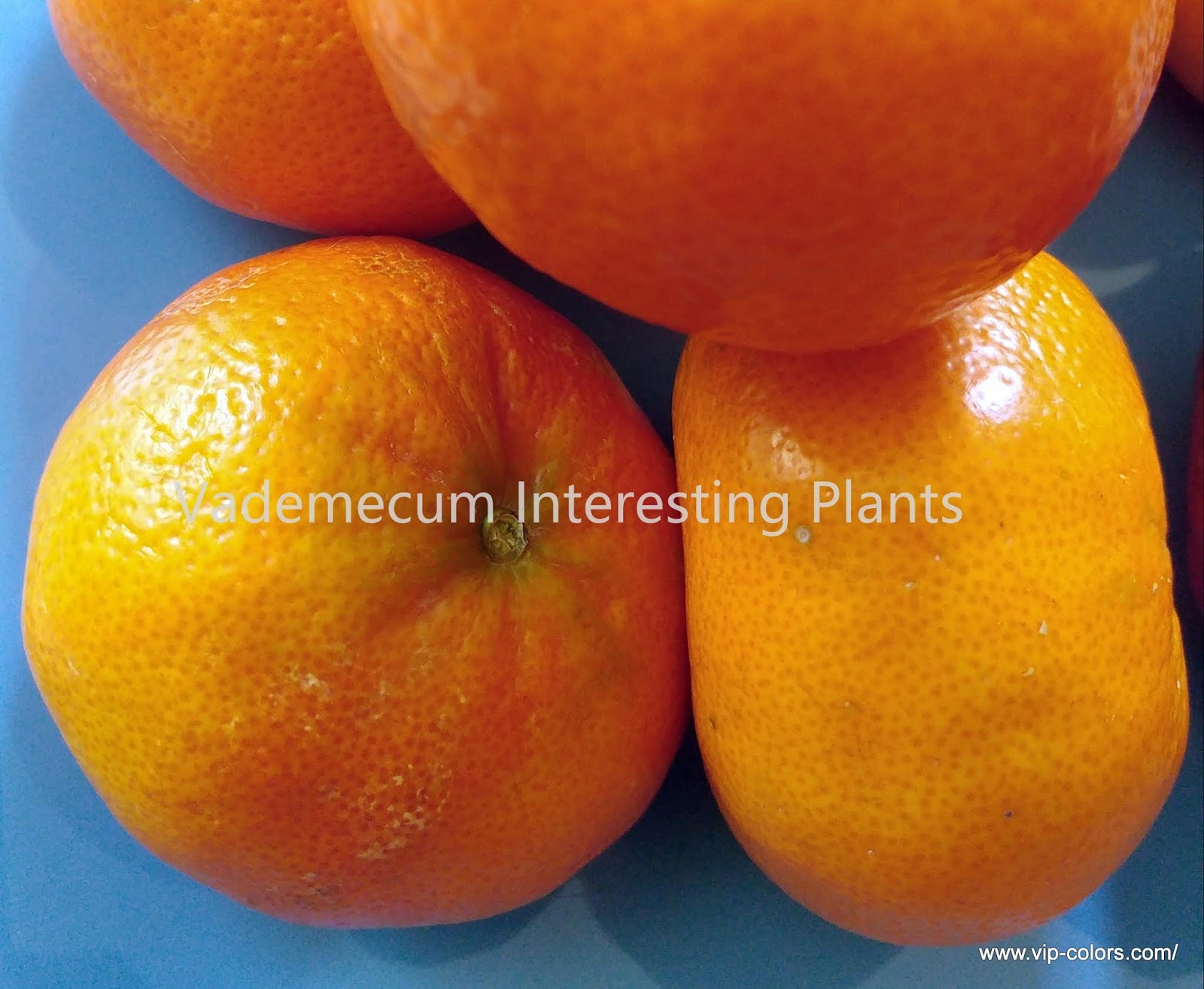 Vademecum Interesting Plants: Citrus reticulata - Mandarynka - Mandarin