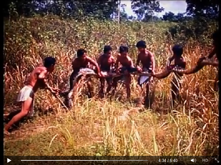 Info Malaysia: MALAYSIA 1968 : PENGKEBUMIAN, POTONG RUMPUT, SAWAH PADI ...