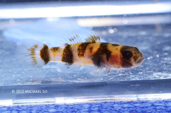 The rainforests of Borneo & Southeast Asia: Freshwater fishes of Bangka ...