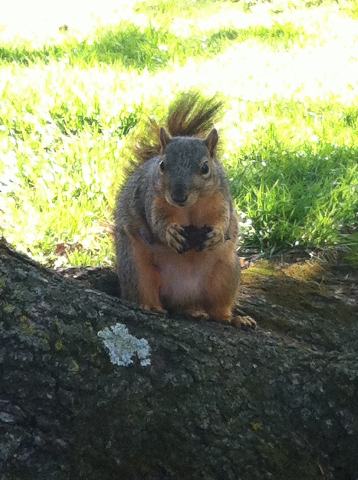 Table For Five: Feed a Squirrel...CHECK!