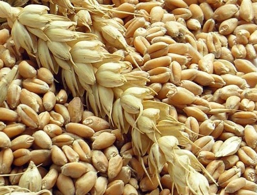 THE EUROPEAN HISTORY: Wheat cultivation in ancient Greece