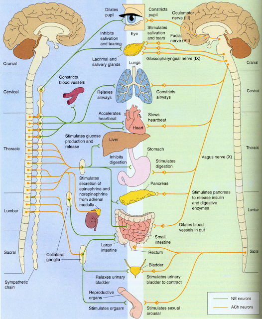 Spinal Cord Injury and the Autonomic Nervous System