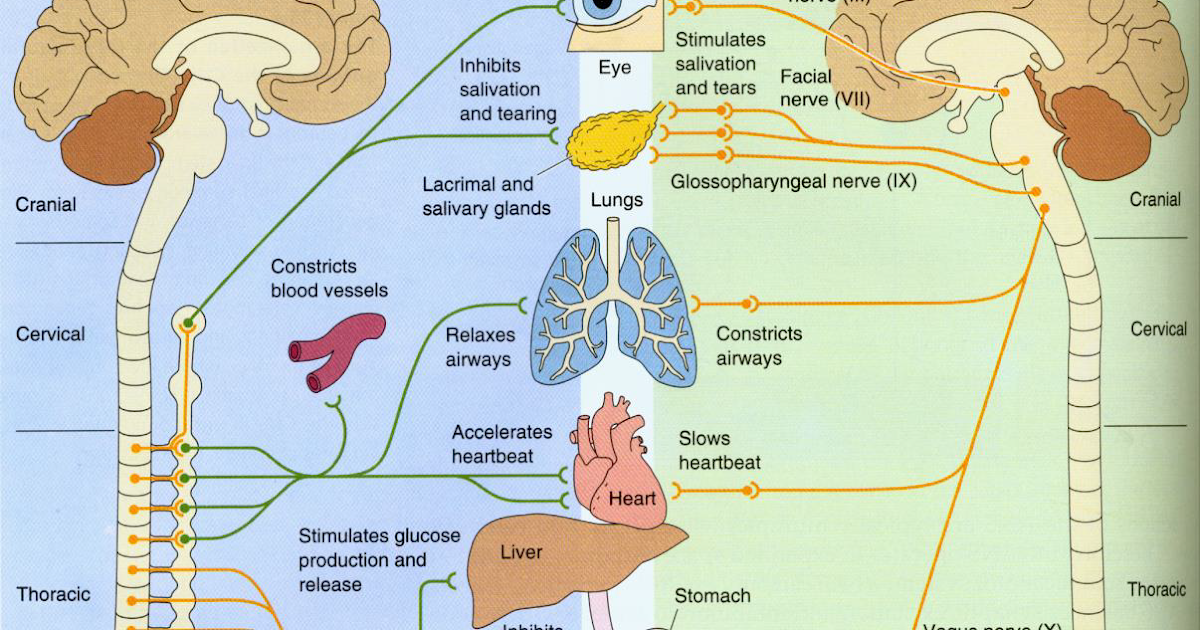 Spinal Cord Injury and the Autonomic Nervous System