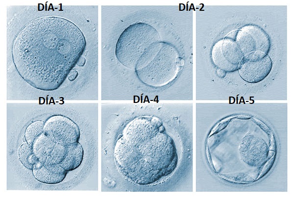EL DÍA A DÍA DE UN EMBRIÓLOGO. - ¿Hablamos sobre reproducción asistida?