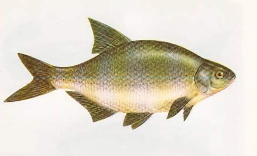 slatkovodna riba vrste