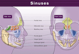 Abu Ammar: Anatomi sistem pernafasan