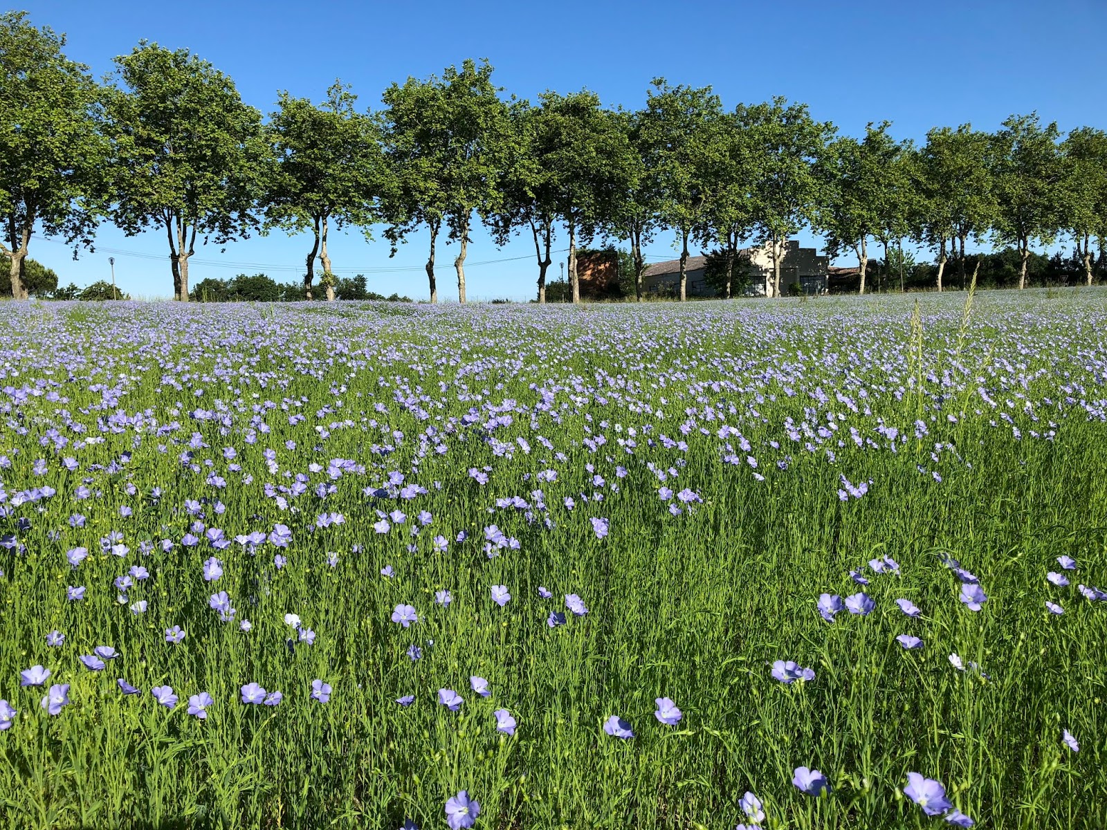 Sophie's absolutely wonderful Scots Adventure .: Fields of flax