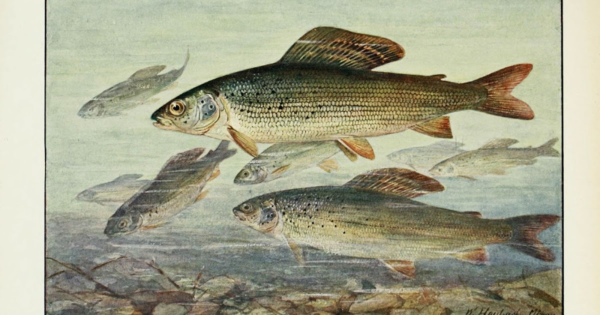 The Aquaculturists: 06/07/2016: Fish stocks boost for the River Rother ...