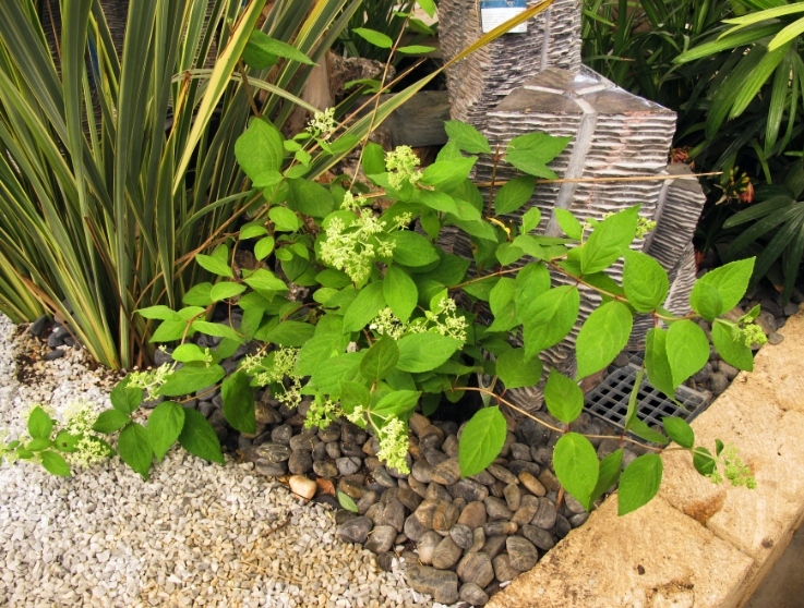 Plantas y flores: Hydrangea arborescens