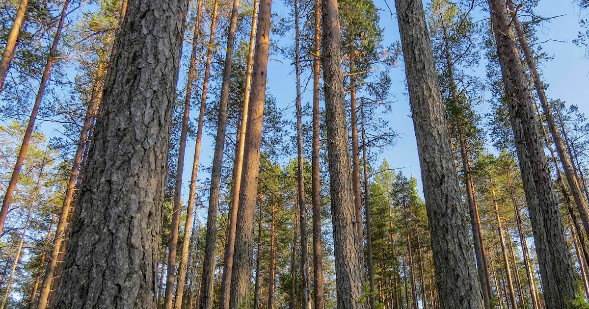 Solid cubic meters of forest trees and their annual growth in Finland ...