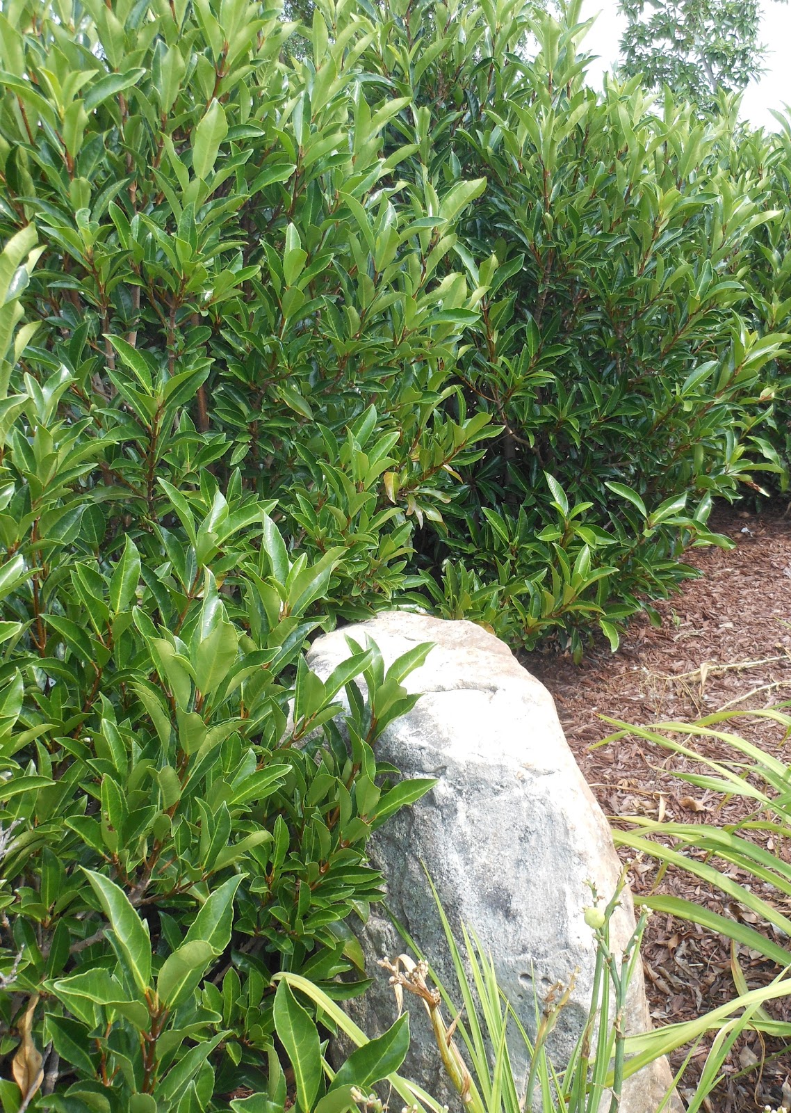 Old Faithful Plants - Viburnum Chindo