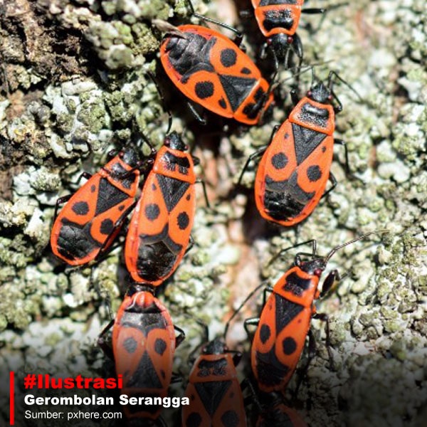 √ Tips Mencari Air di Gunung dan Hutan Saat Tersesat