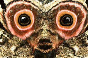 Blogpaedia: 10 Fobias “menores” e seus significados.