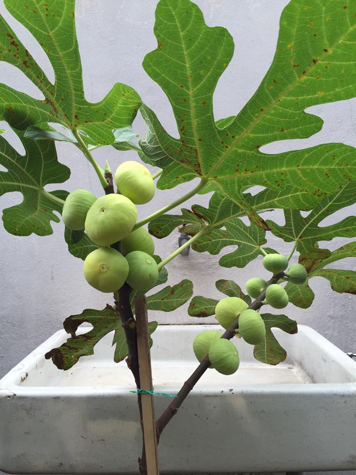 Huge Figs Fruits Pictures