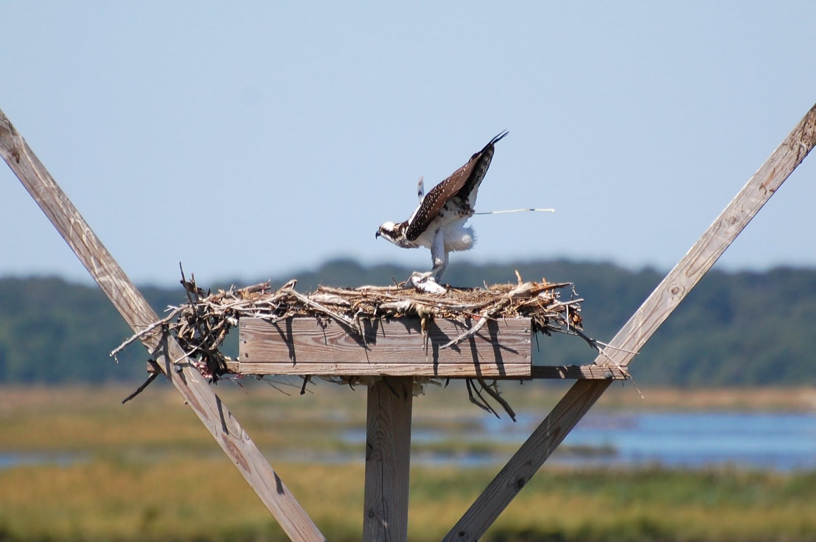 Urban Wildlife Guide: Bird droppings...