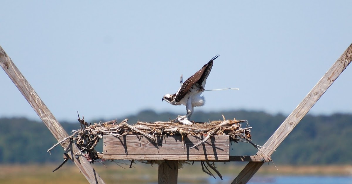 Urban Wildlife Guide: Bird droppings...