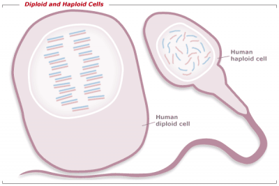 Sel Haploid dan Diploid (Pengertian & Perbedaan) - Biologizone