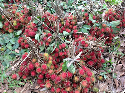 Hani's Precious: Rambutan Harvesting