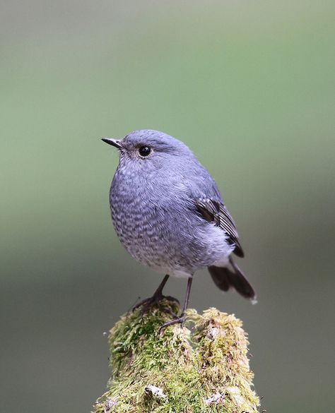 Content in a Cottage: Beautiful Lavender Colored Bird