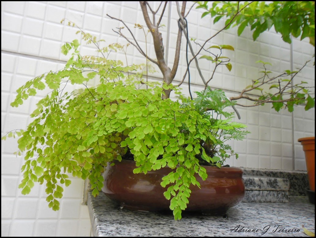 Mundo das Plantas : Avenca