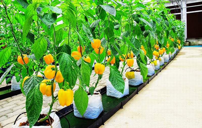 Cara Merawat Tanaman Hidroponik Dari Pembibitan Hingga Berbuah Lebat
