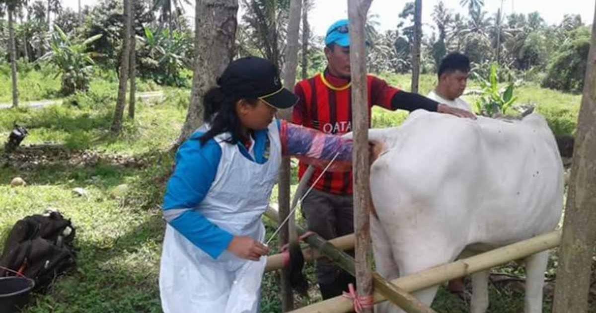 Deteksi Berahi dan Inseminasi Buatan pada Sapi