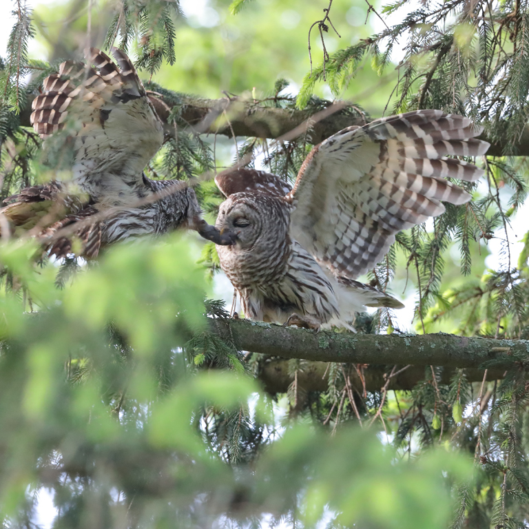 See What I See: Barred Owl at Great swamp NWR