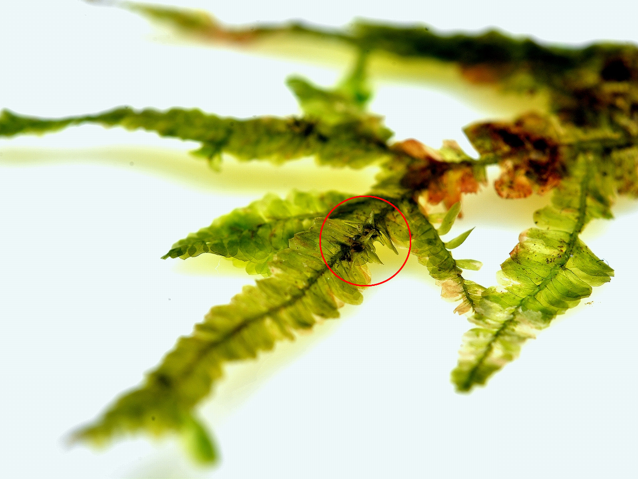 そよ風のなかで Part2: 造卵器をつけたリボンゴケ