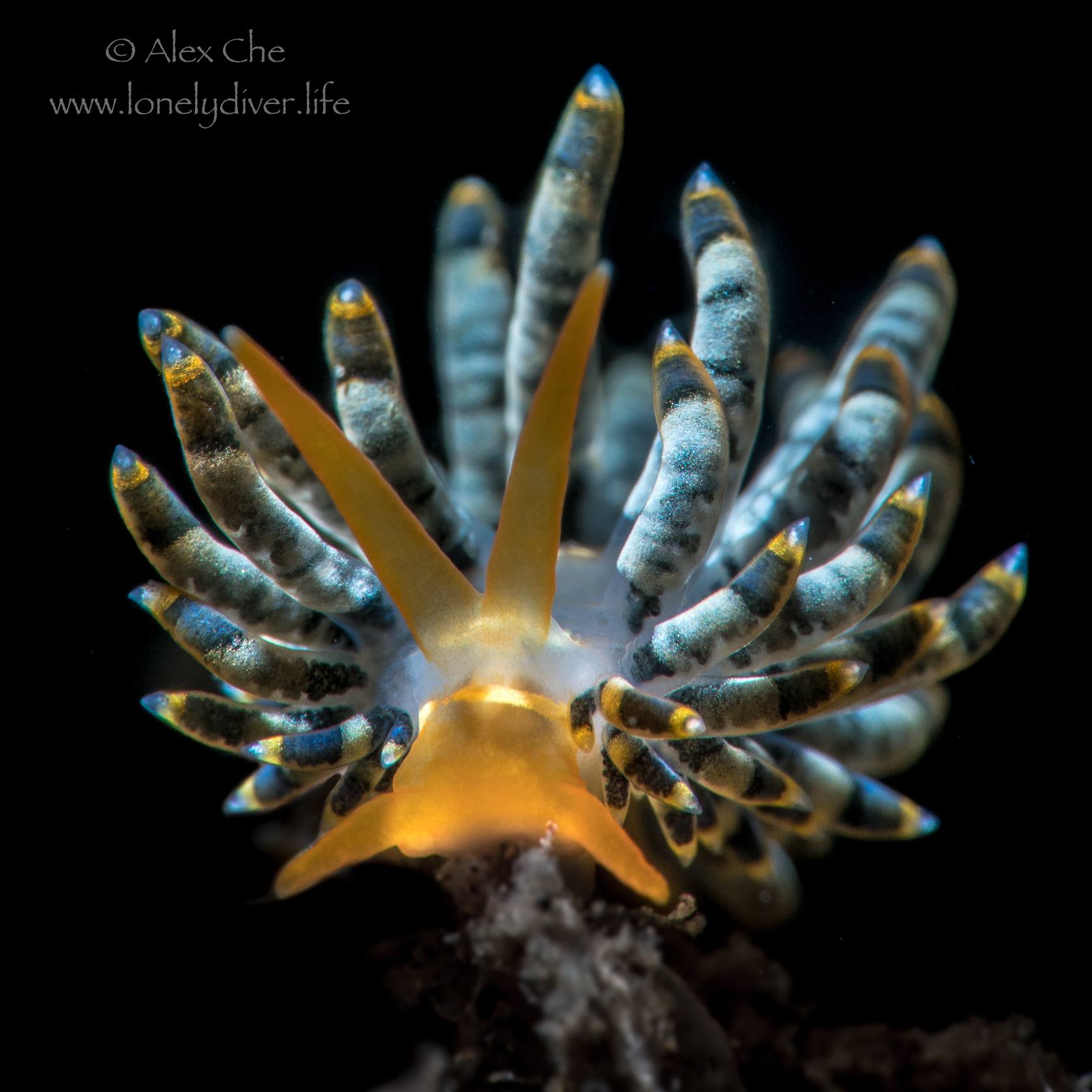 uwphotographers: UWP: ALEX CHE (Russia)