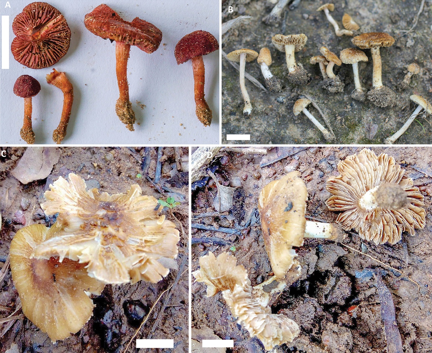 Species New to Science: [Fungi • 2021] Three New Species of Inosperma ...