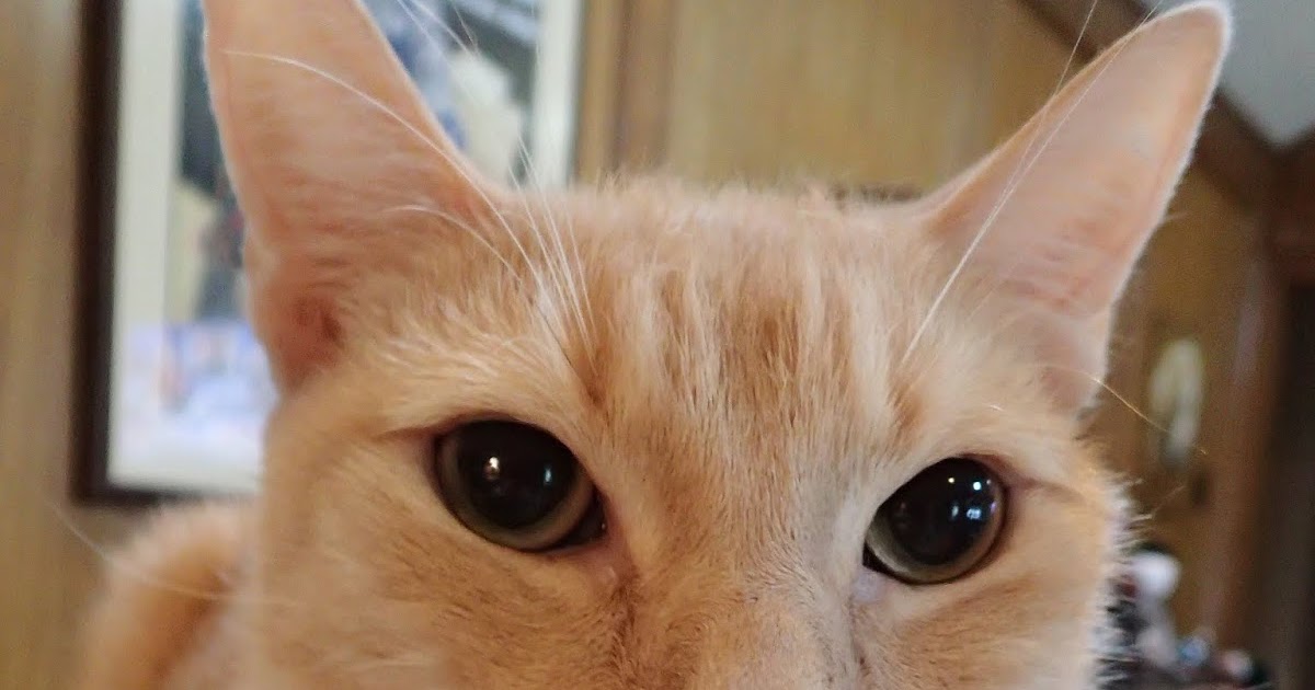 Lone Star Cats: Relapse