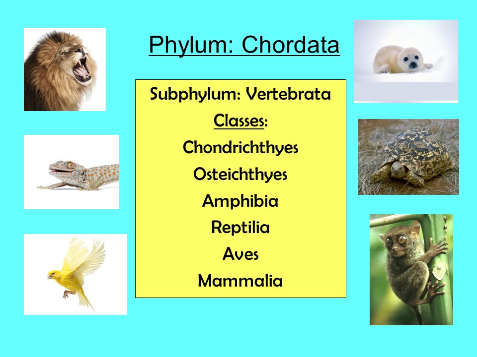 Overview On Phylum Chordate - Biology Blog
