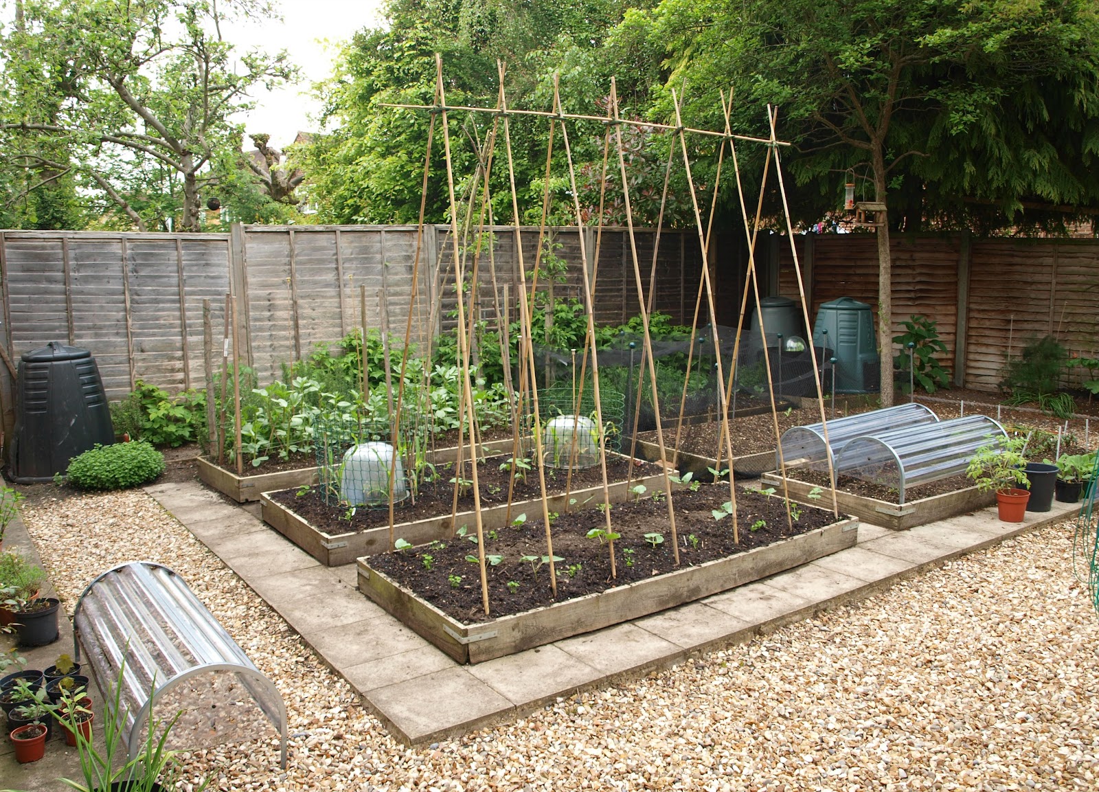 Mark's Veg Plot: Runner Beans
