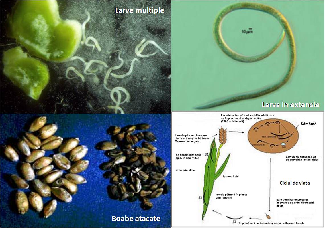 AGRICULTURE: PLANT PARASITIC NEMATODE PESTS