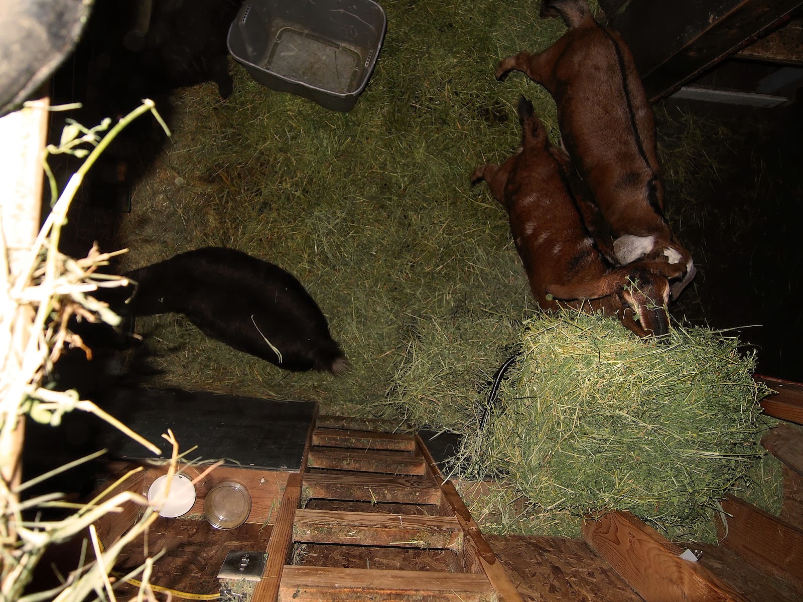 Twisted Fern Farm: Birds Eye View Or Rat Bird? Everyone wins!