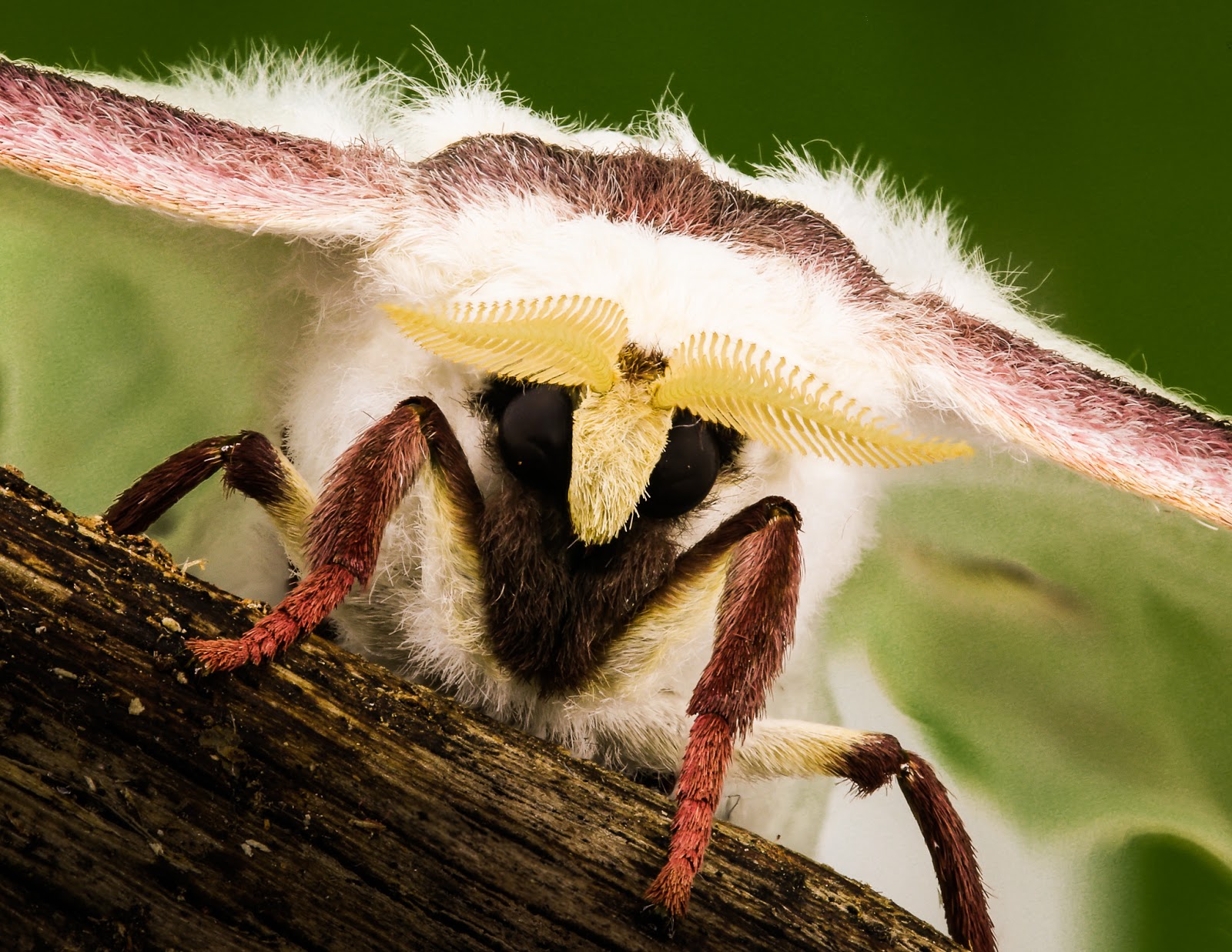 The State Botanical Garden of Georgia: Nov 10 - The Garden at Night ...