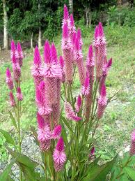 ♣ Vriksha ♣ Sasya ♣ Lata ♣: kodijuttu poolu/ celosia argentea/ gunaka ...