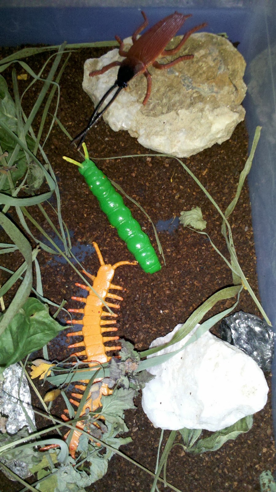 Munchkin and Bean: Insect Small World