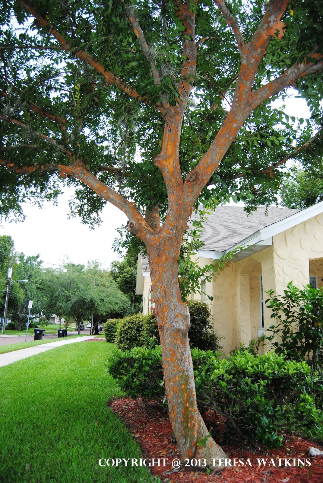 Earth Shattering Gardening: Mother Nature's Cosmetic Peels