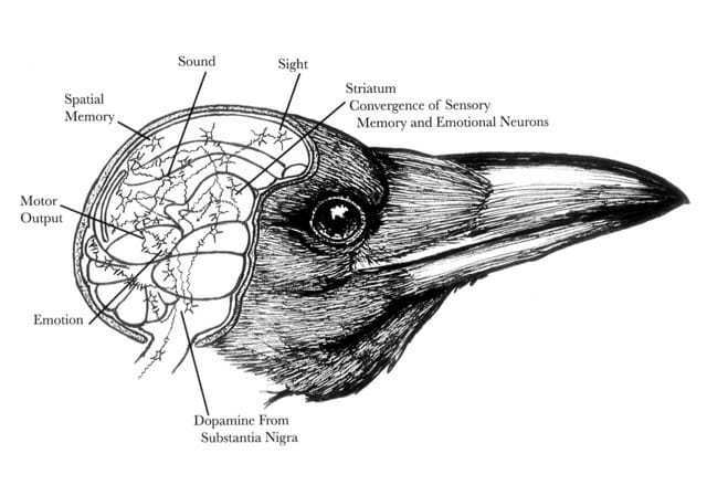 A Journal of a Beautiful Mind: Bird Brain Review