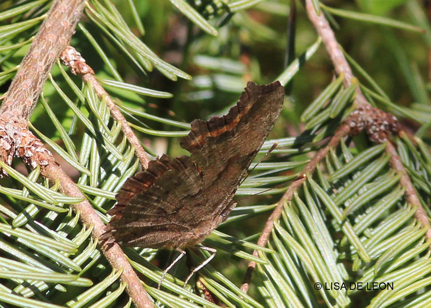 Birding with Lisa de Leon: Gray Comma