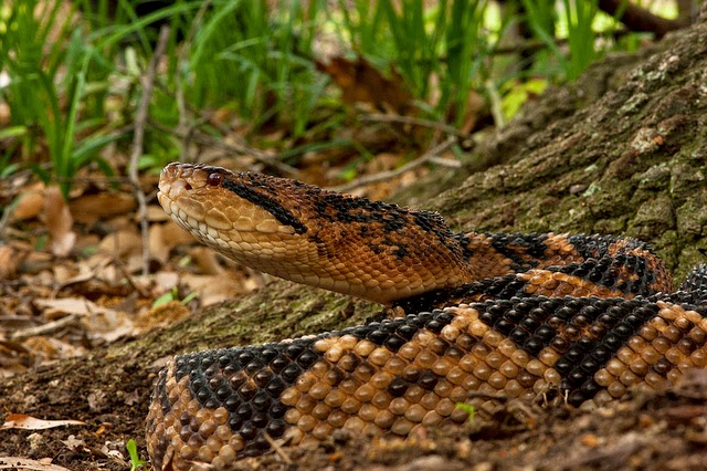 Animals of the world: Lachesis muta